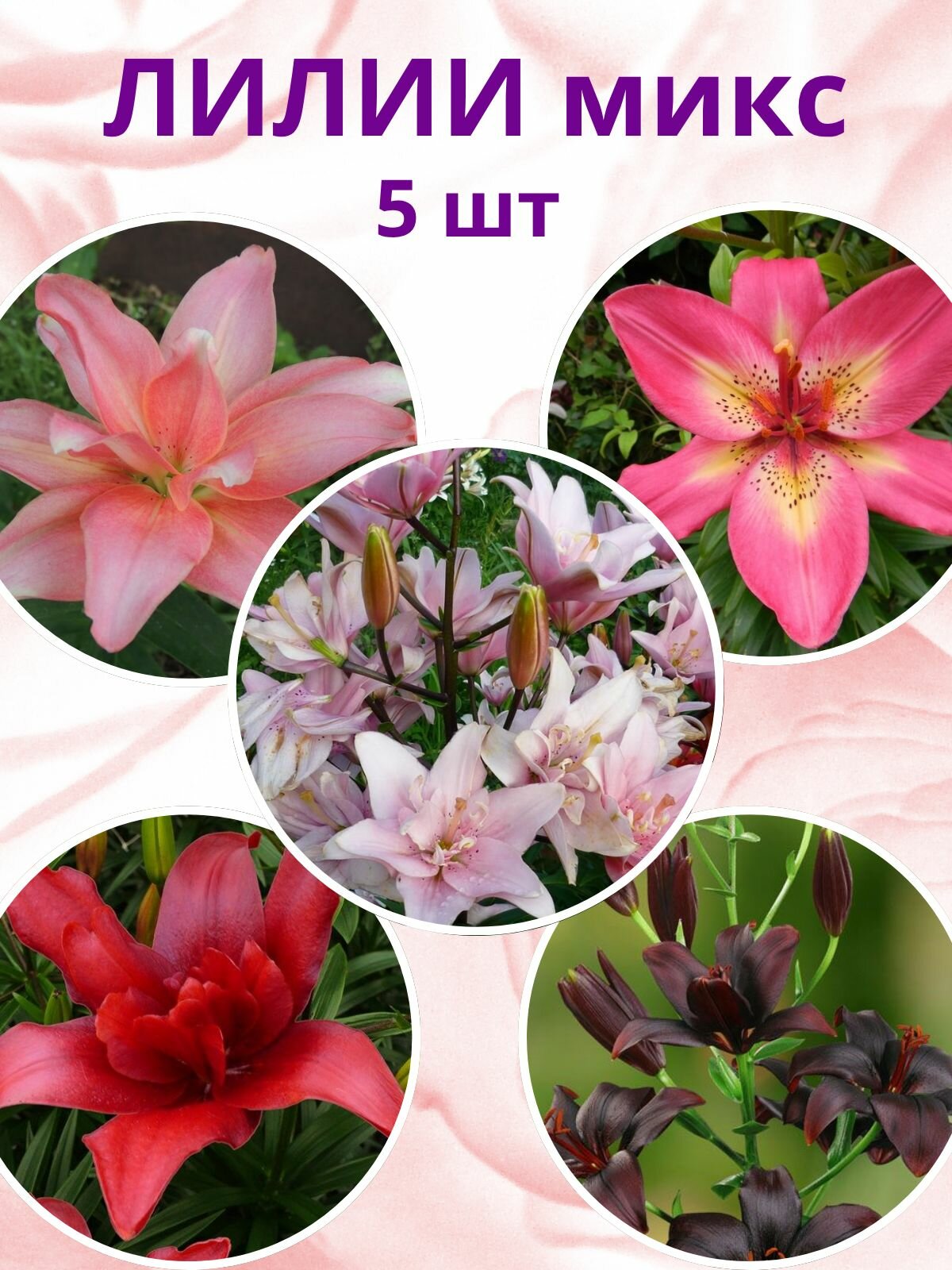 Лилия луковицы, многолетние цветы для посадки, микс 5 штук
