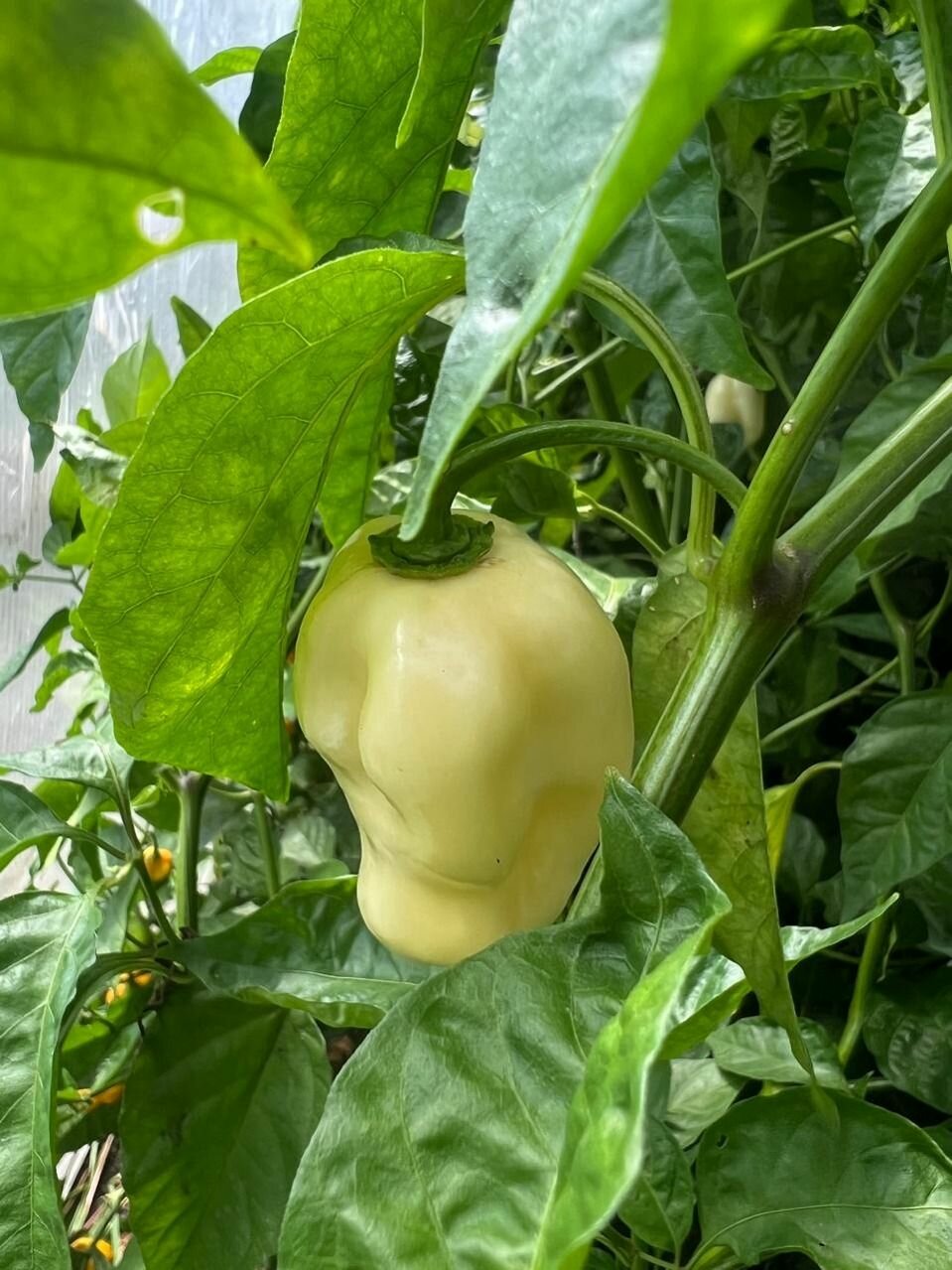Семена Острый перец 7 Pot White, 10 семян, Кубанский перцевод