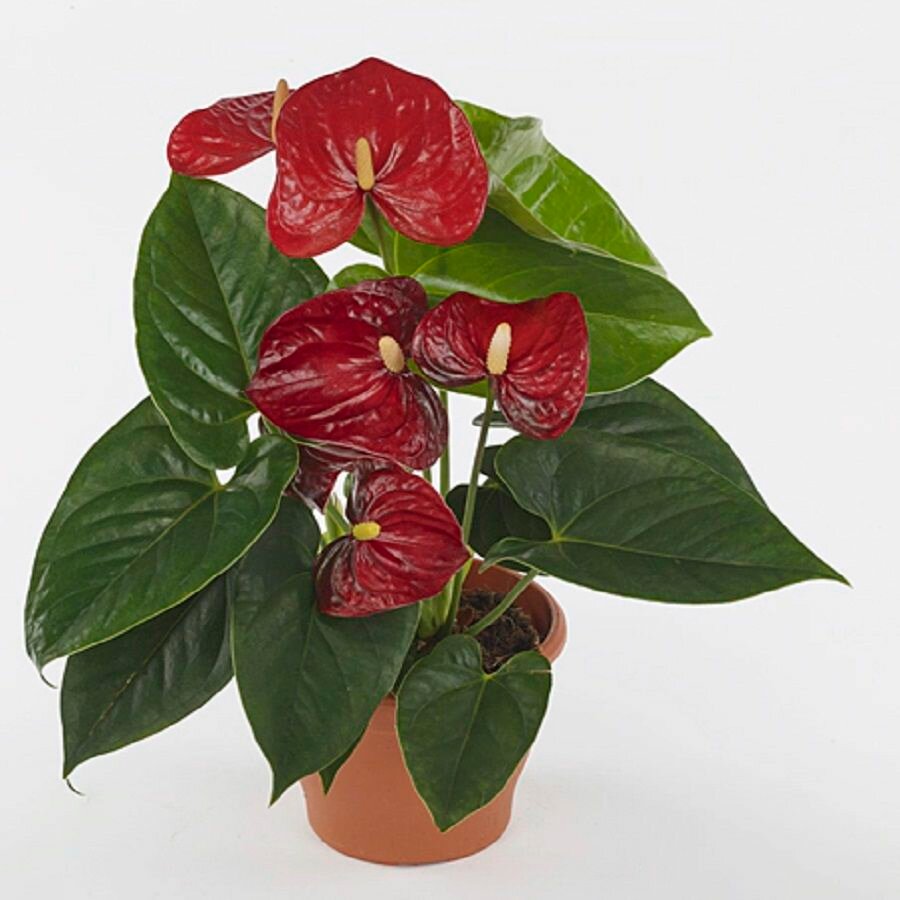 Антуриум Floriclone Coracao, семена