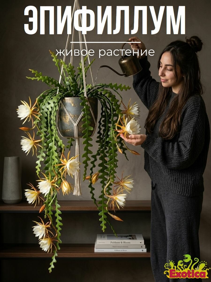 Эпифиллум Ангулигер Фишбон Кактус (Epiphyllum Anguliger "Fishbone Cactus") D6см, живой цветок
