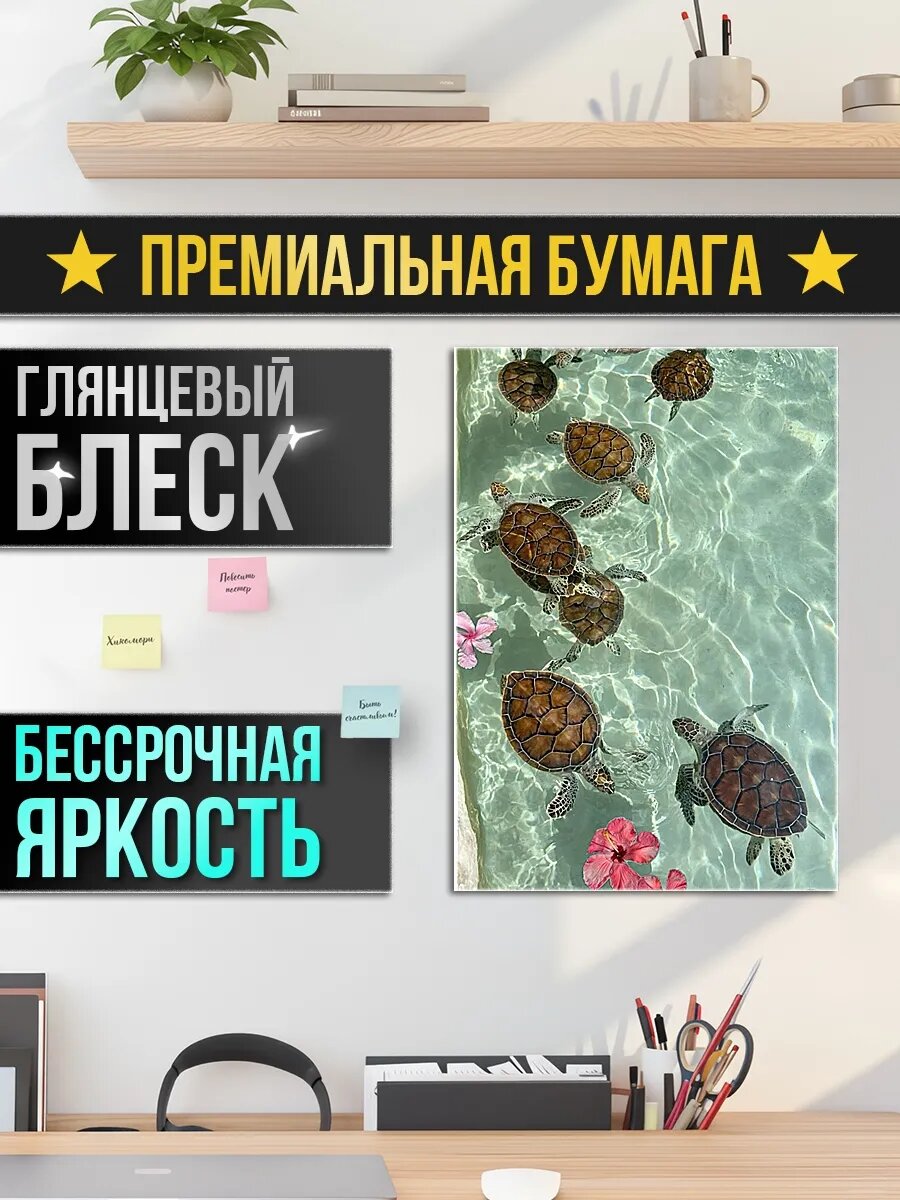 Плакат постер Черепашки в воде — фото 1