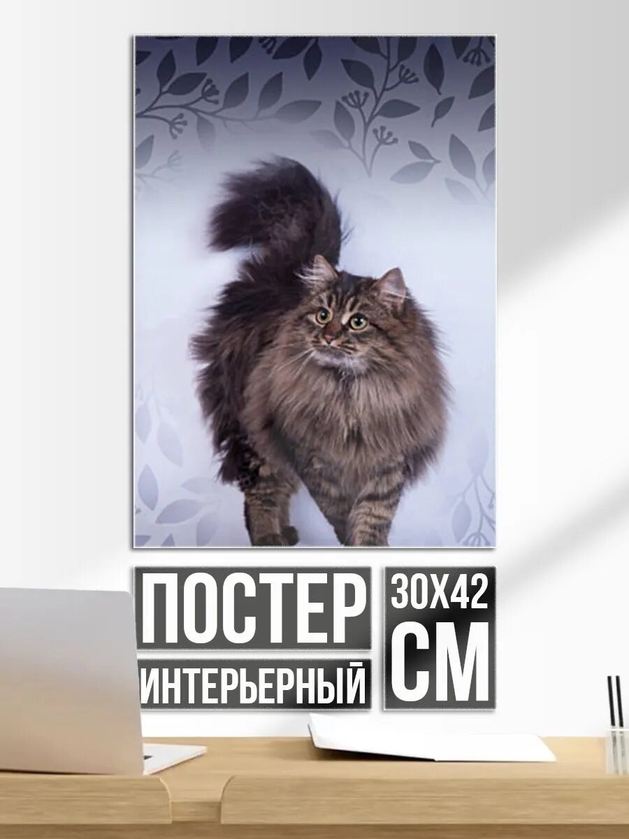 Постер на стену Красивый сибирский котик
