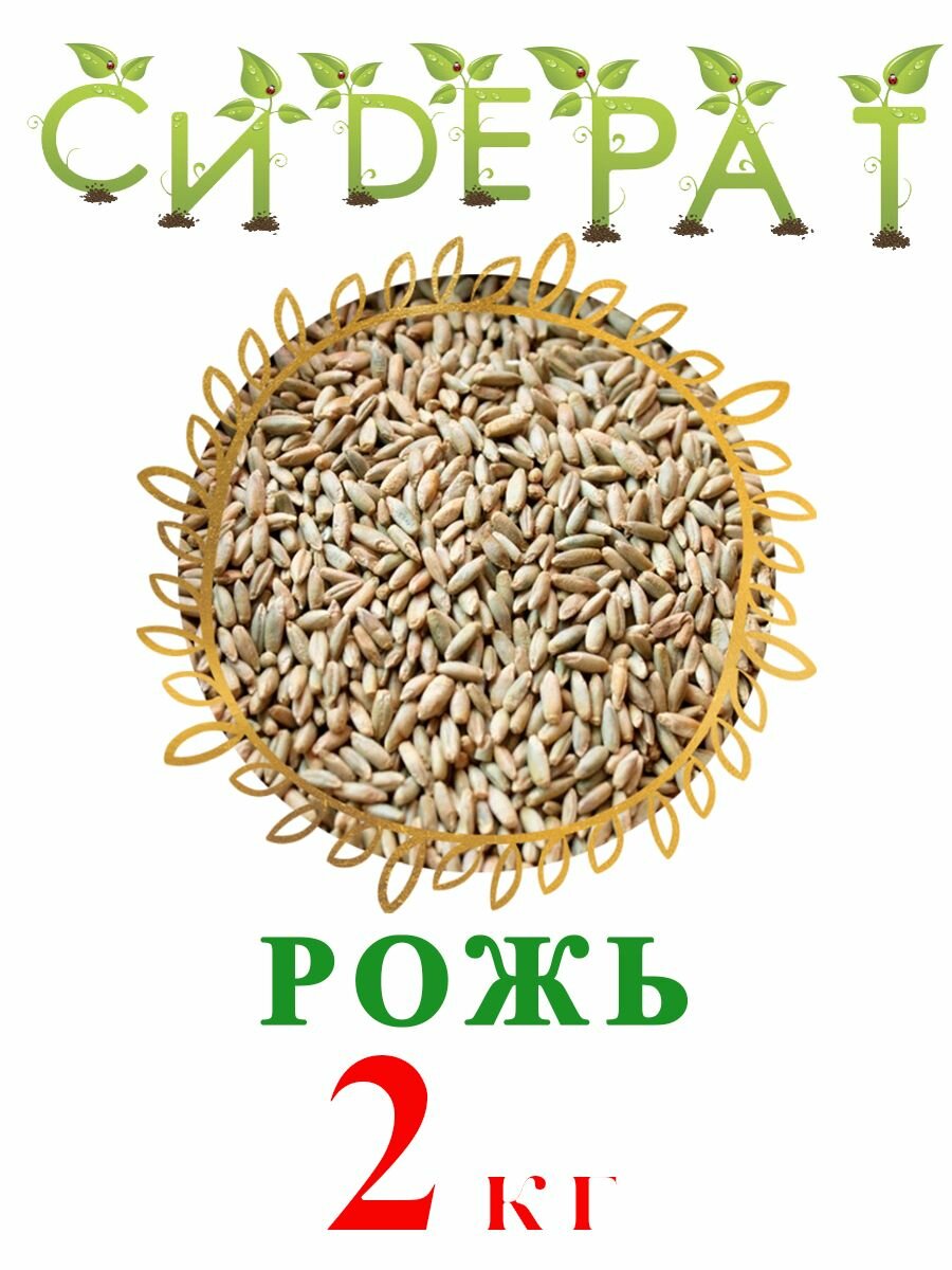 Сидерат Рожь