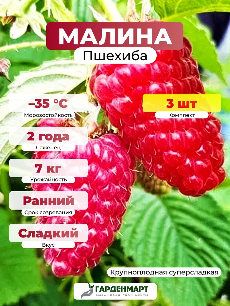 Саженец Малина крупноплодная суперсладкая Пшехиба, комплект 3 шт.