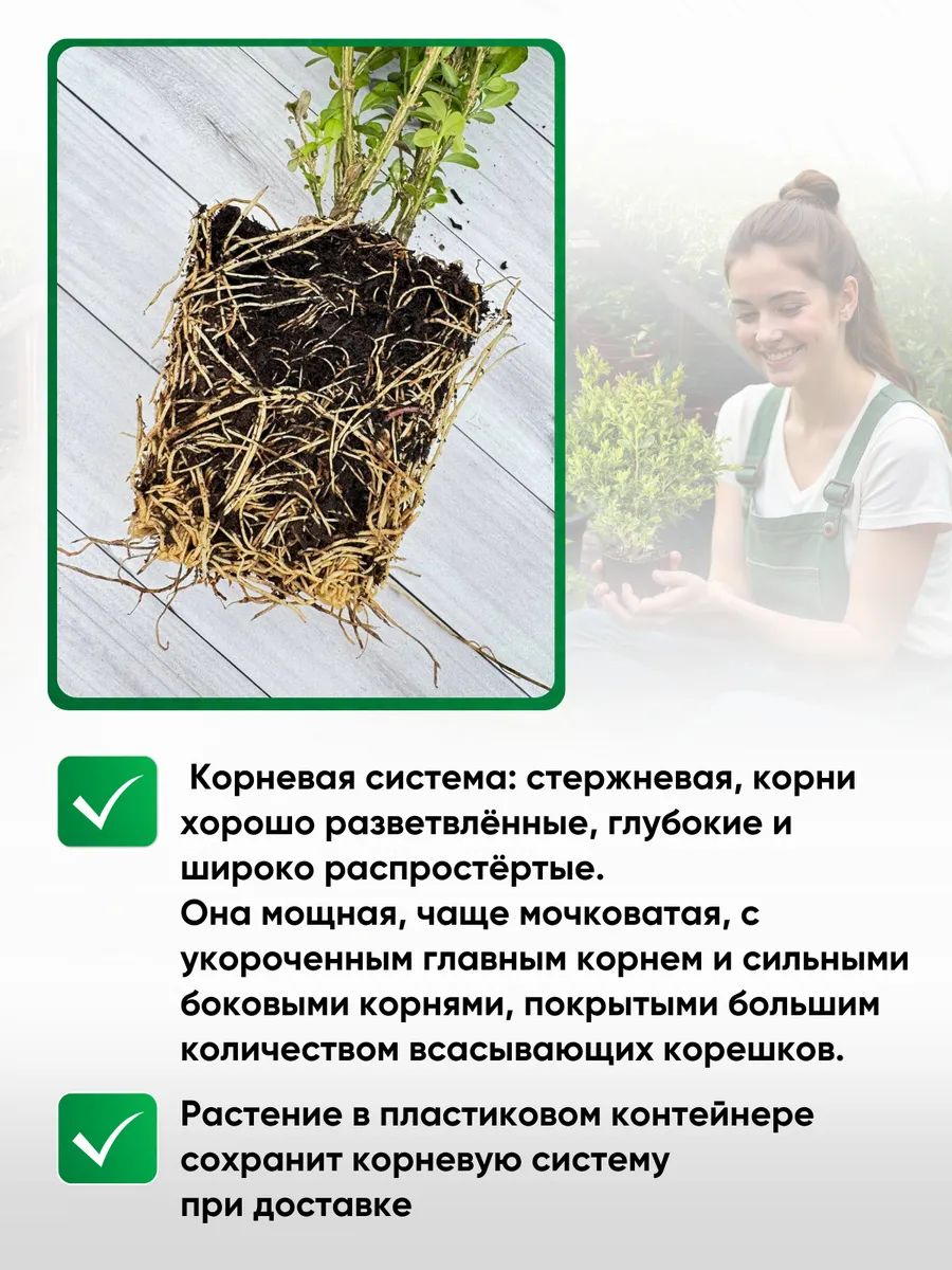 Самшит вечнозеленый, саженец для сада и дачи, декоративное растение для посадки — фото 1