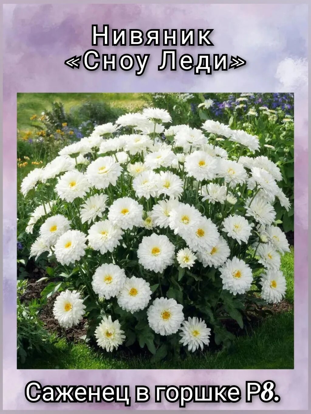 Нивяник «Сноу Леди»