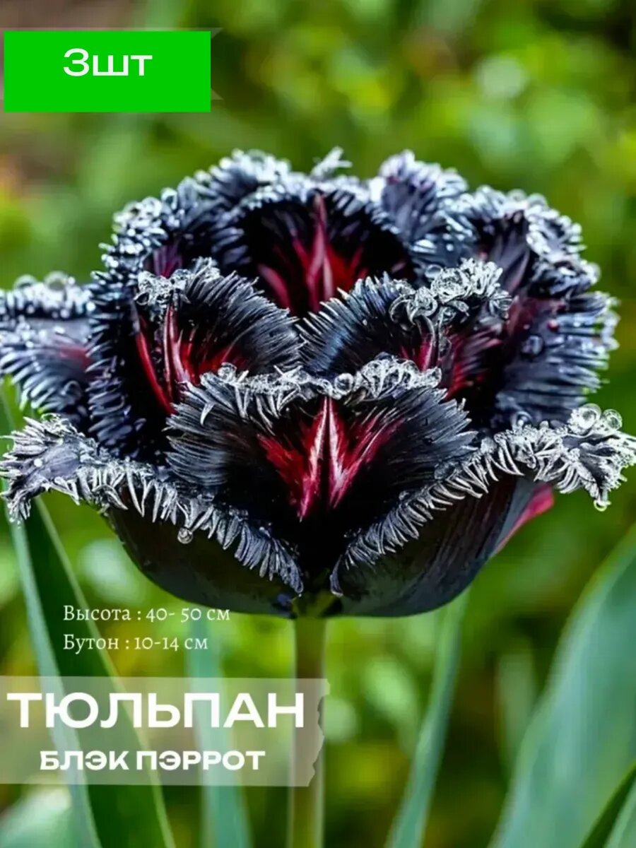 Луковицы тюльпанов.