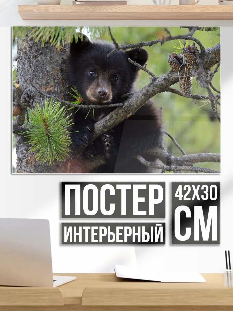 Плакат постер Медвежонок на дереве
