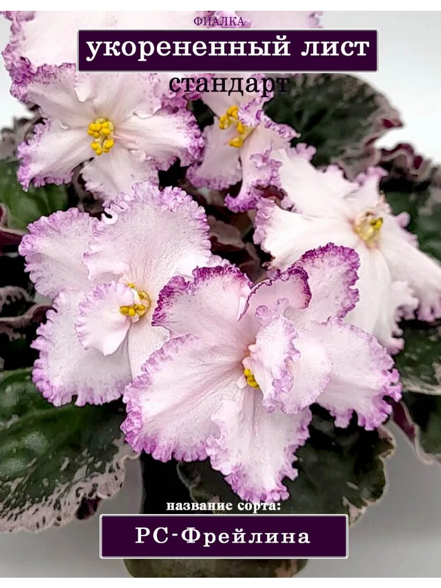 Фиалка укорененный лист сорт РС-Фрейлина