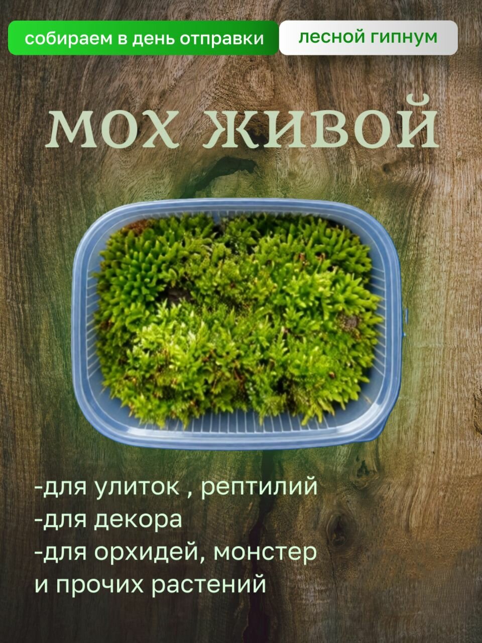 Мох лесной для террариумов , растений и декора