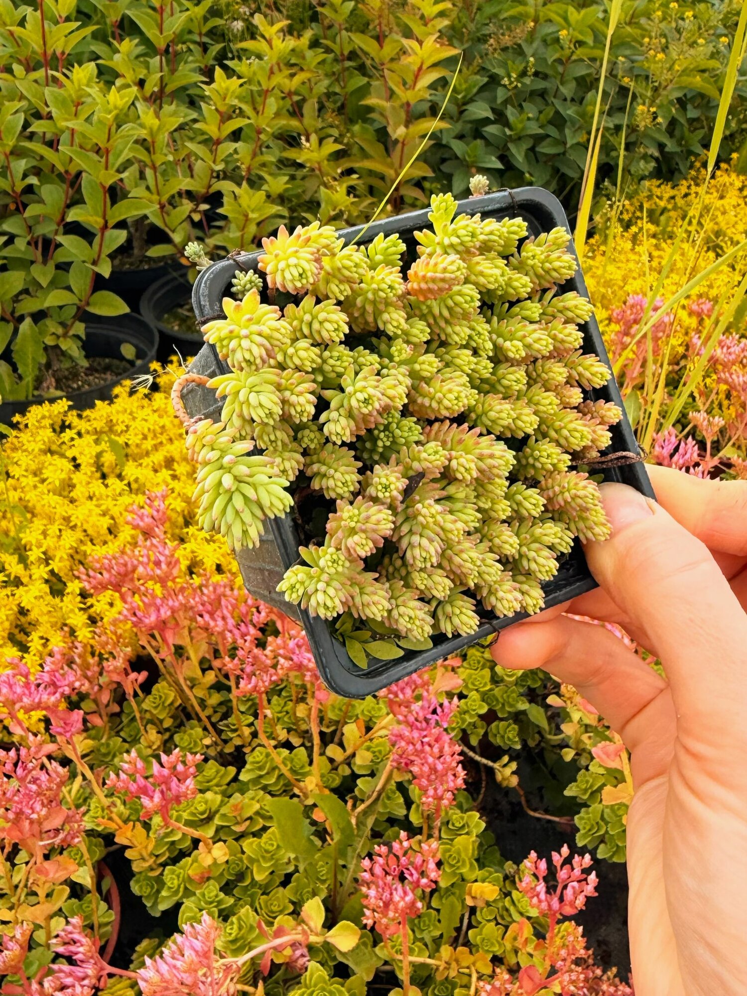 Очиток испанский (Седум) sedum hispanicum P9 саженец 0,5л