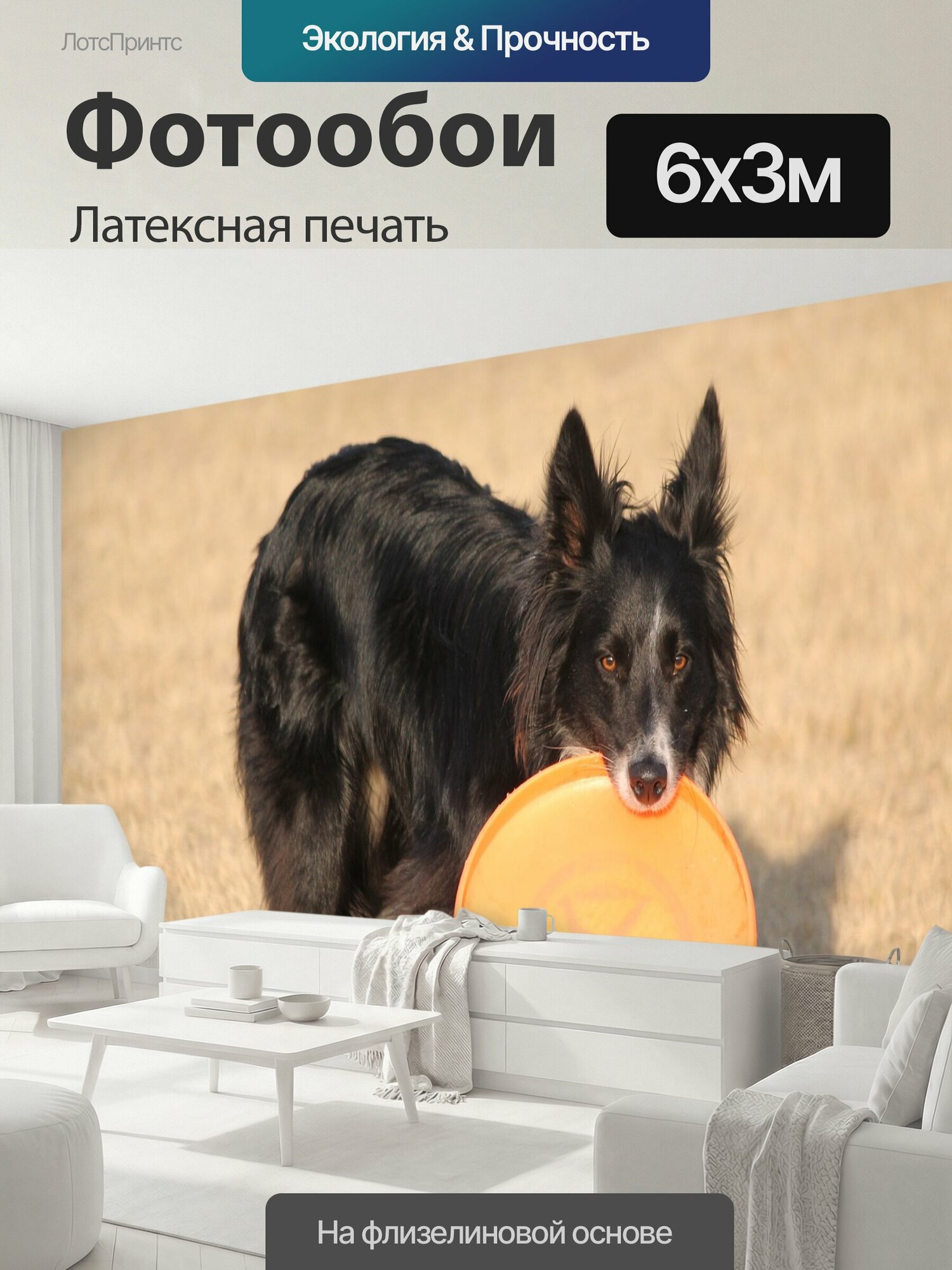 Фотообои моющиеся ударопрочные "Собака, бордер-колли, игривый" 600x300 см. латексная печать
