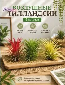 Тилландсия для дома экзотическое воздушное растение для интерьера и уюта