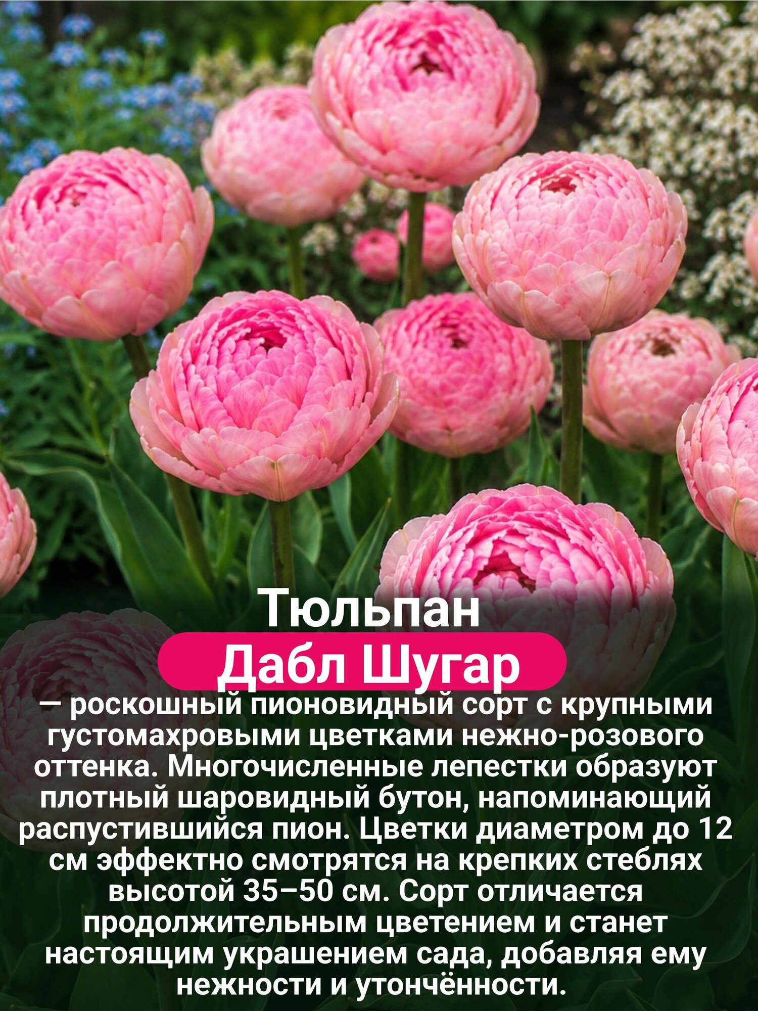 Тюльпаны махровые многолетние луковицы сорта "Дабл Шугар" -7 шт — фото 1