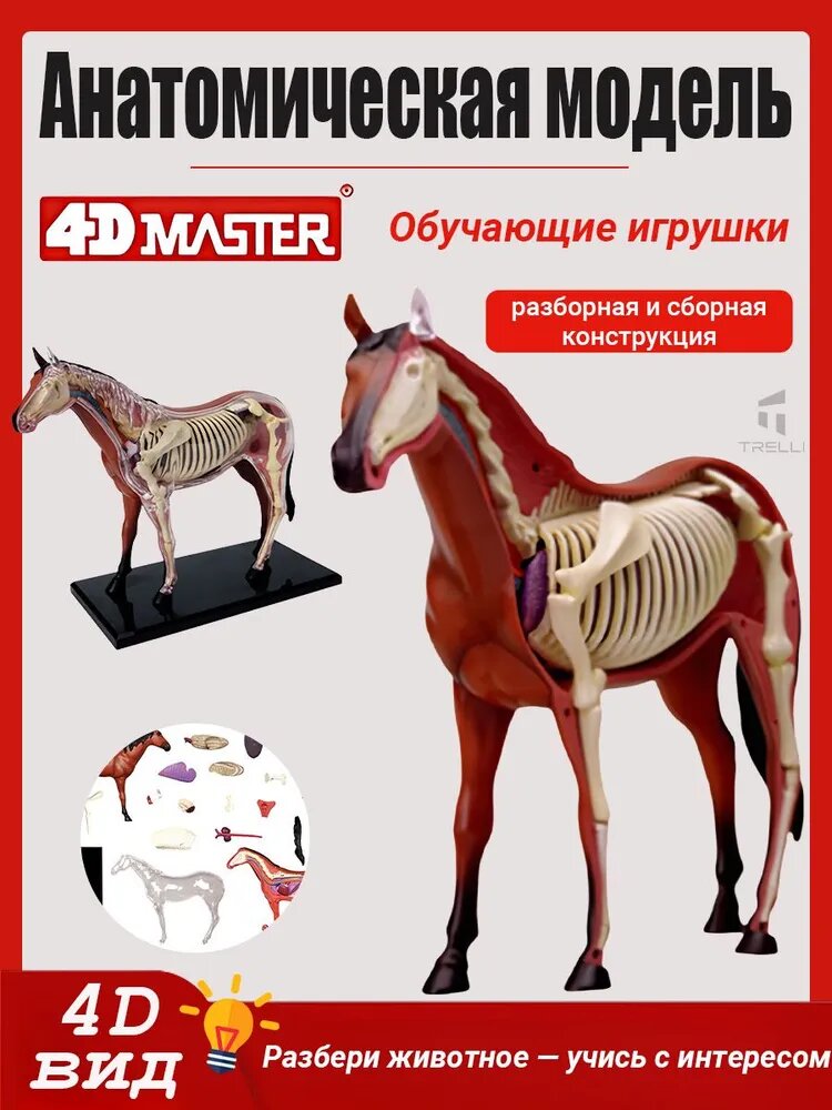 Обучающие игрушки, анатомия животных для детей, сборная 4D модель животного