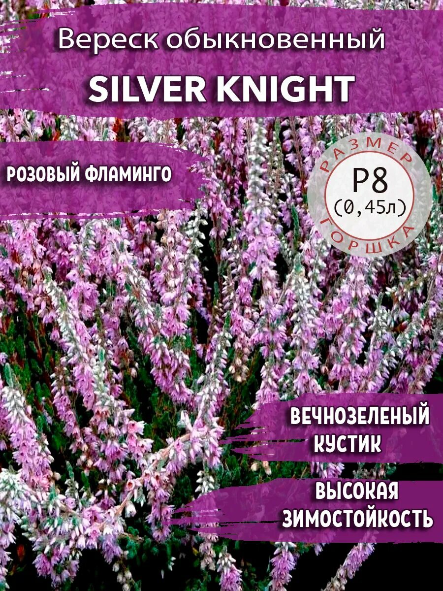 Вереск обыкновенный Silver Knight