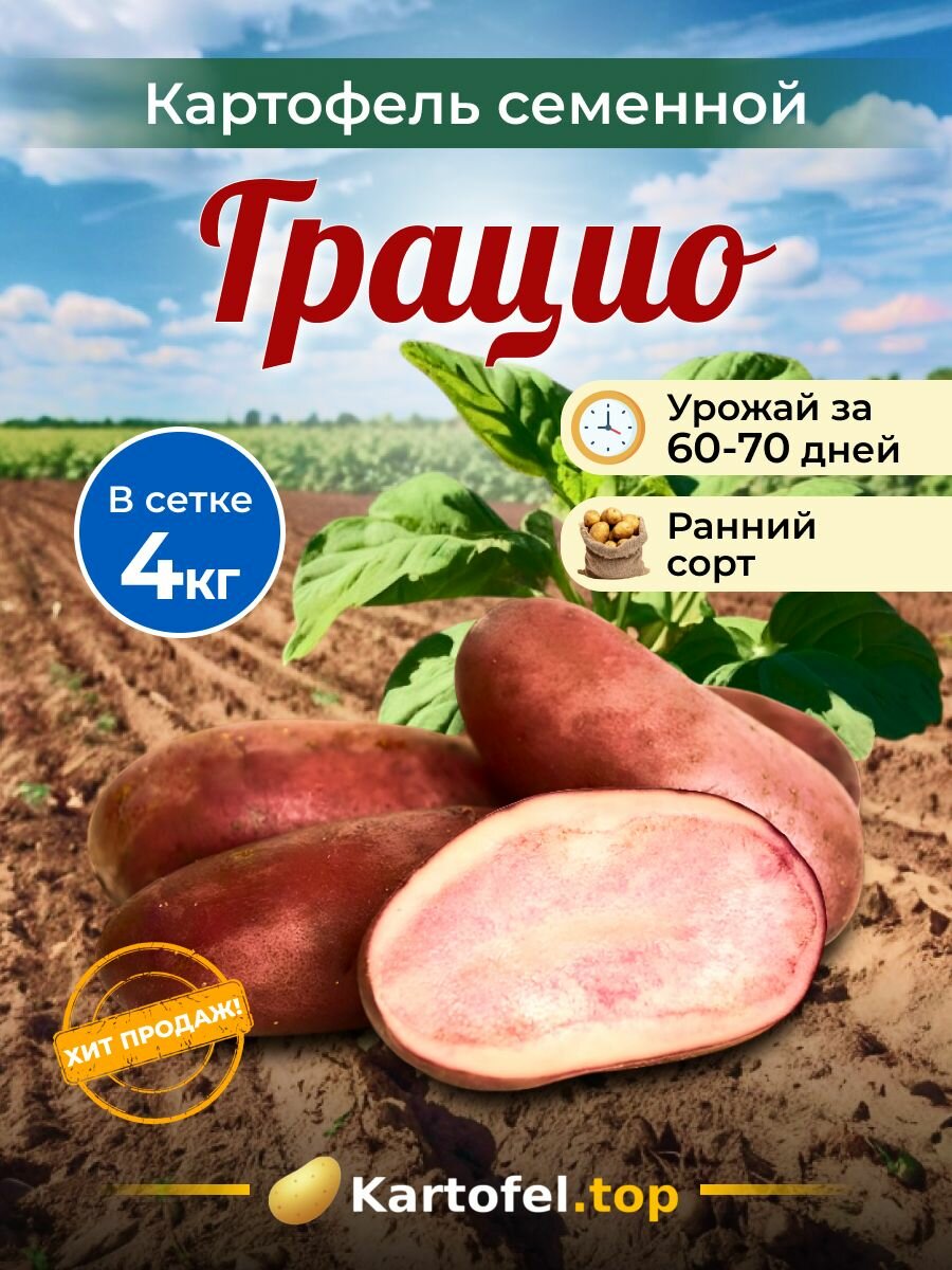 Картофель семенной клубни на посадку, саженцы "Грацио" элита (4 кг)