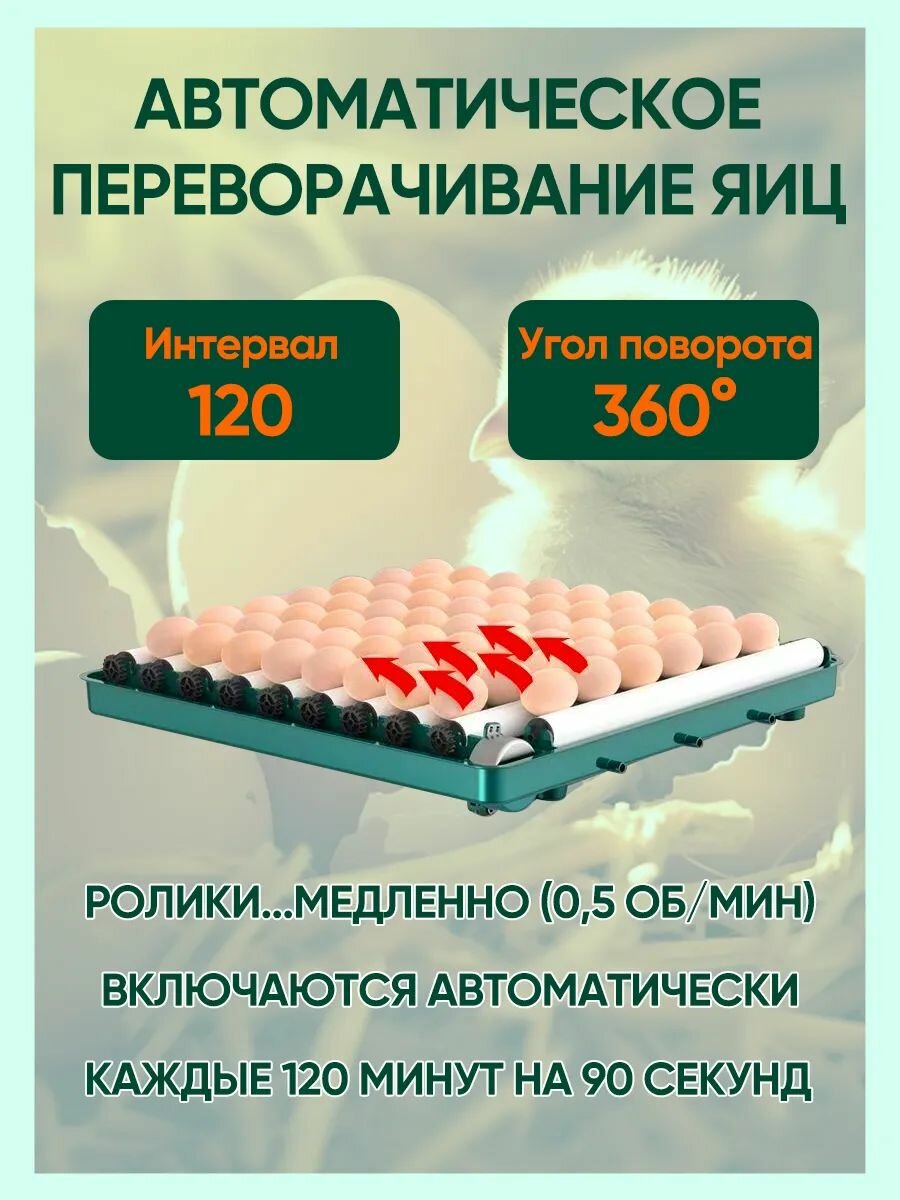 Инкубатор для яиц — фото 1
