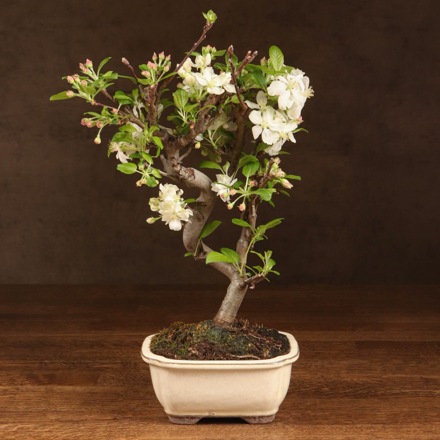 Бонсай Яблоня 40см