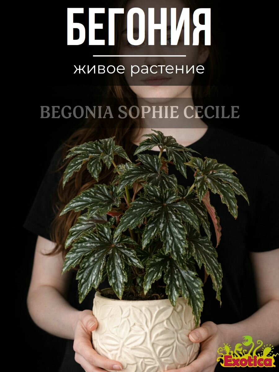 Бегония Софи Сесиль (Begonia Sophie Cecile) D6см, домашнее растение