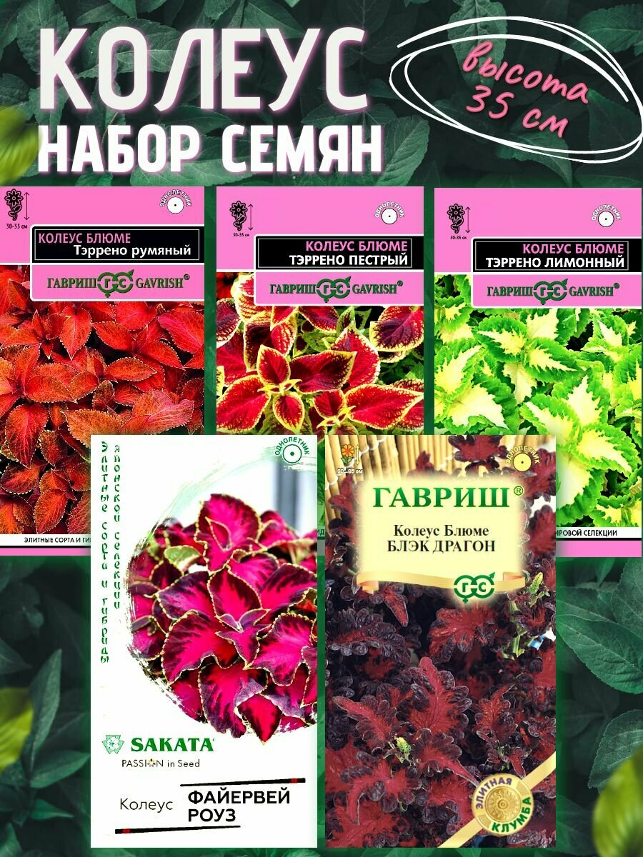 Семена цветов "Колеус" 5 упаковок