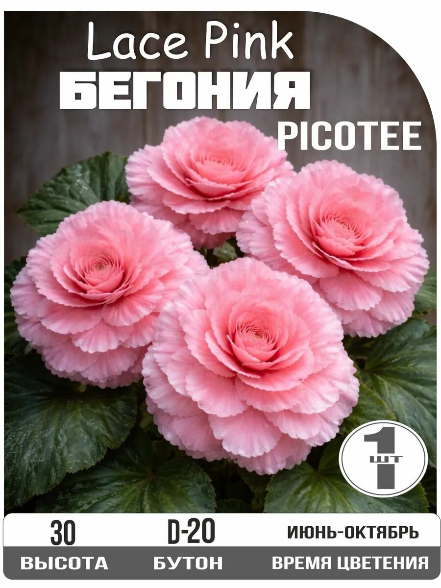 Бегония Пикоти Лейс Пинк, клубни луковица 1шт.