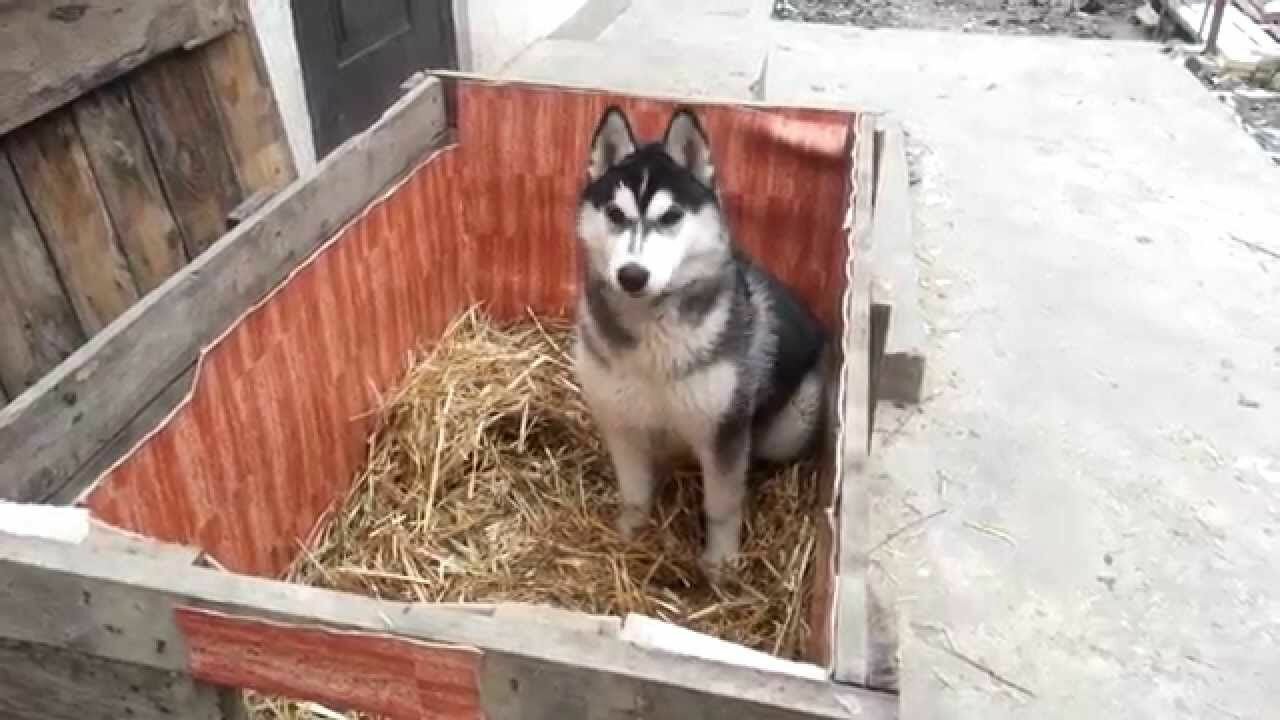Солома подстилка 1000гр — фото 1
