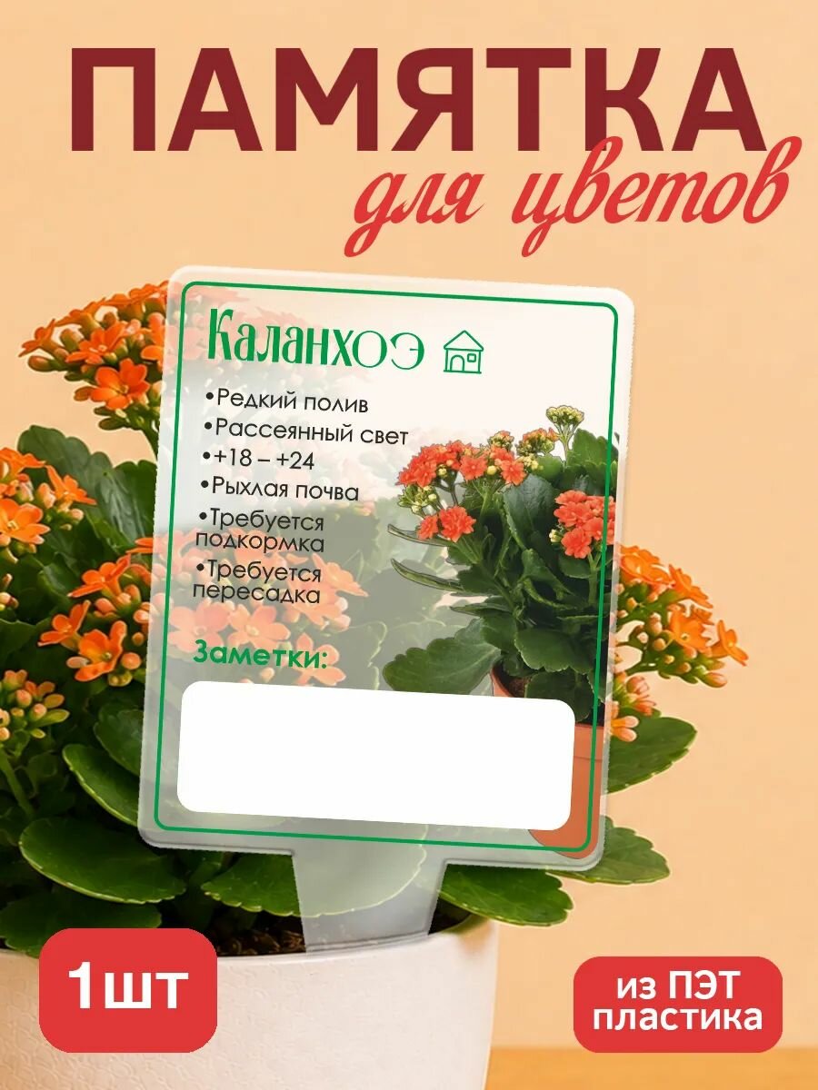 Памятка по уходу за цветами Каланхоэ