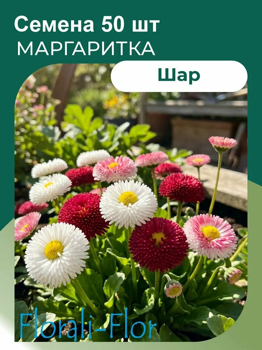 Маргаритка Семена