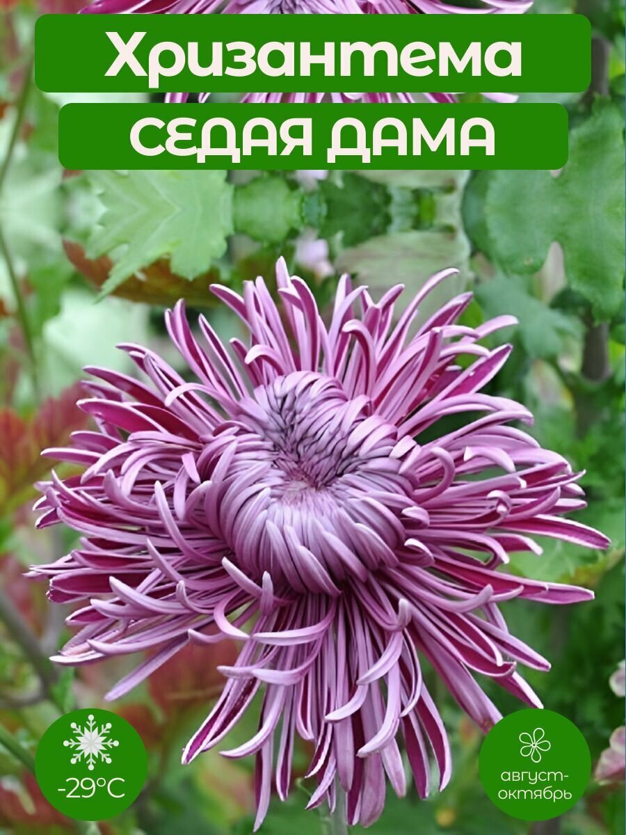 Хризантема Седая Дама ЗКС (горшок Р9)