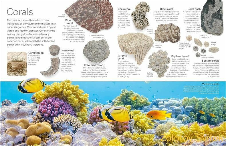 Книга Eyewitness "Fossil" DK Eyewitness, иллюстрированное руководство — фото 1