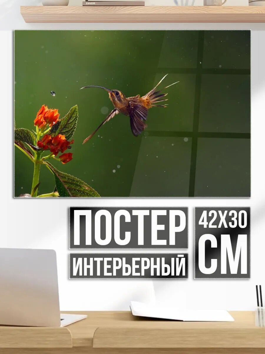Плакат постер Колибри у красного цветка