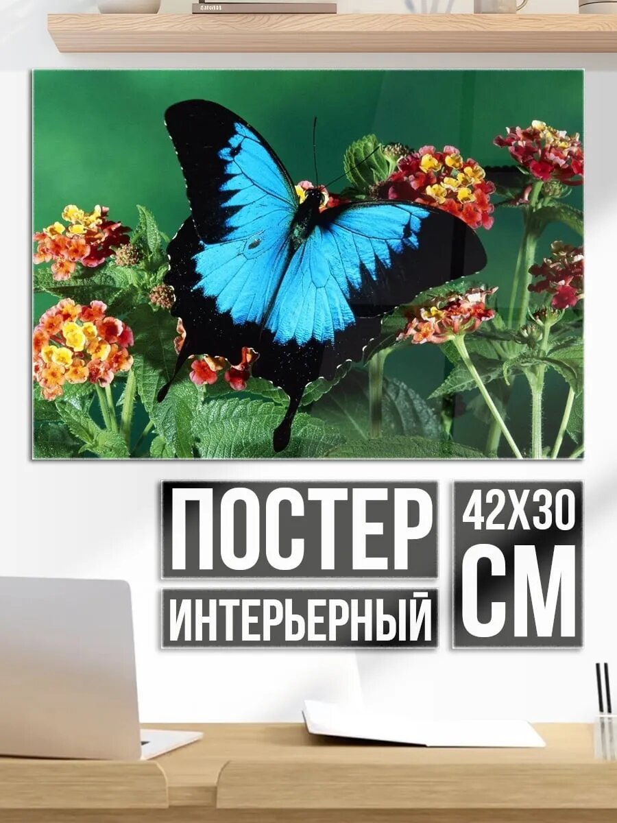 Плакат постер Синяя бабочка цветы