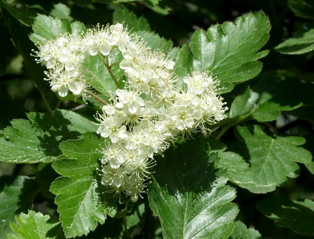 Рябина промежуточная (Sorbus intermedia), обхват 18-20, 400-450, С90