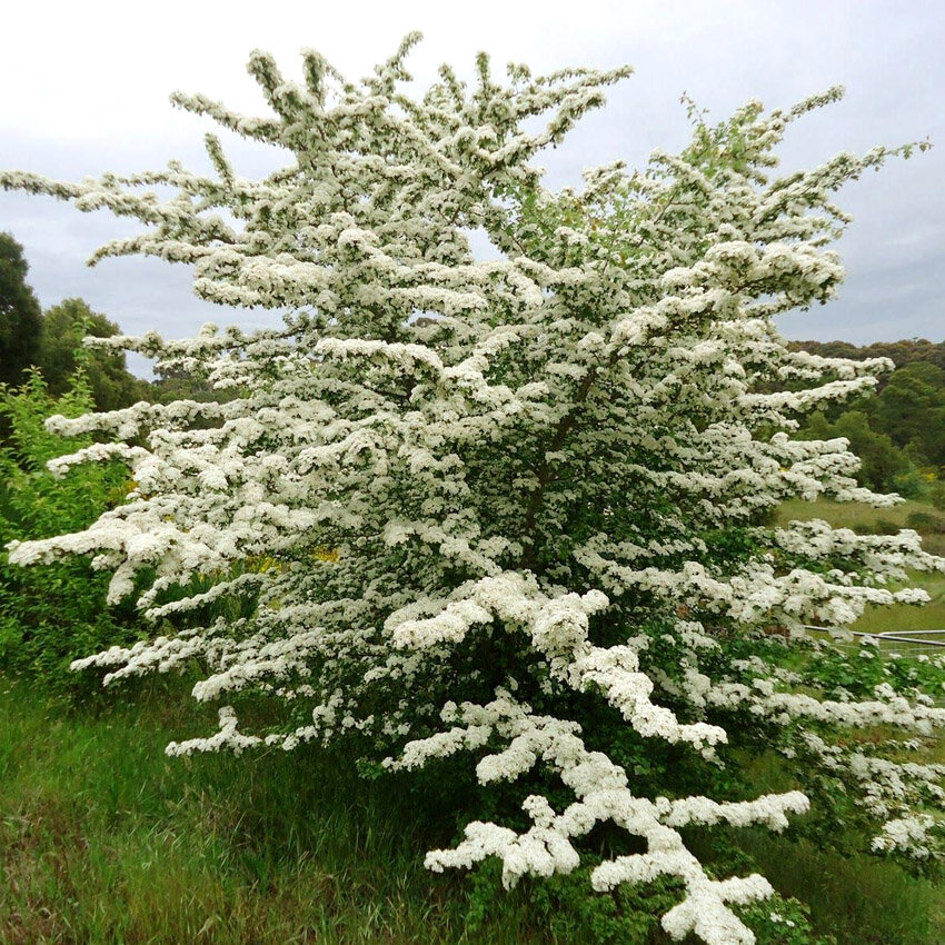 Боярышник однопестичный (Crataegus monogyna), 100-120, С20