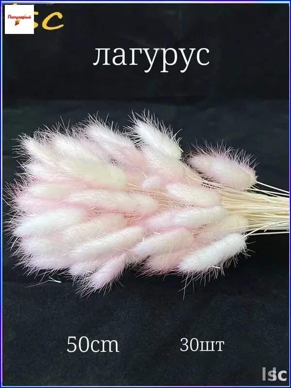 Сухоцветы Лагурус, 50 см, 30 шт