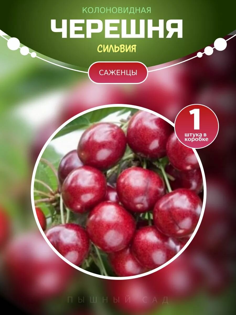 Черешня Сильвия колоновидная саженец