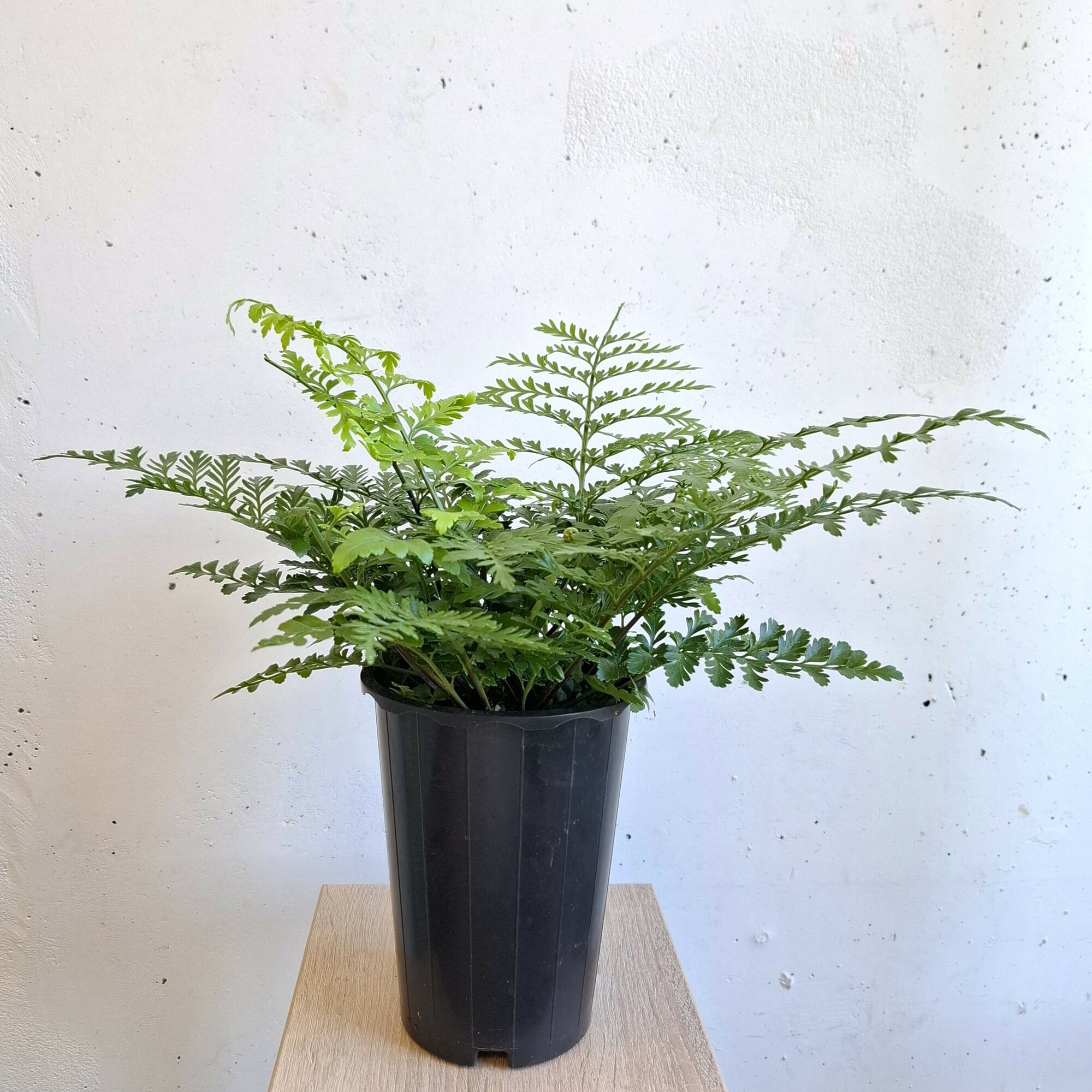 Асплениум Парвати д.13 см (Папоротник, Asplenium dimorphum Parvati) — фото 1