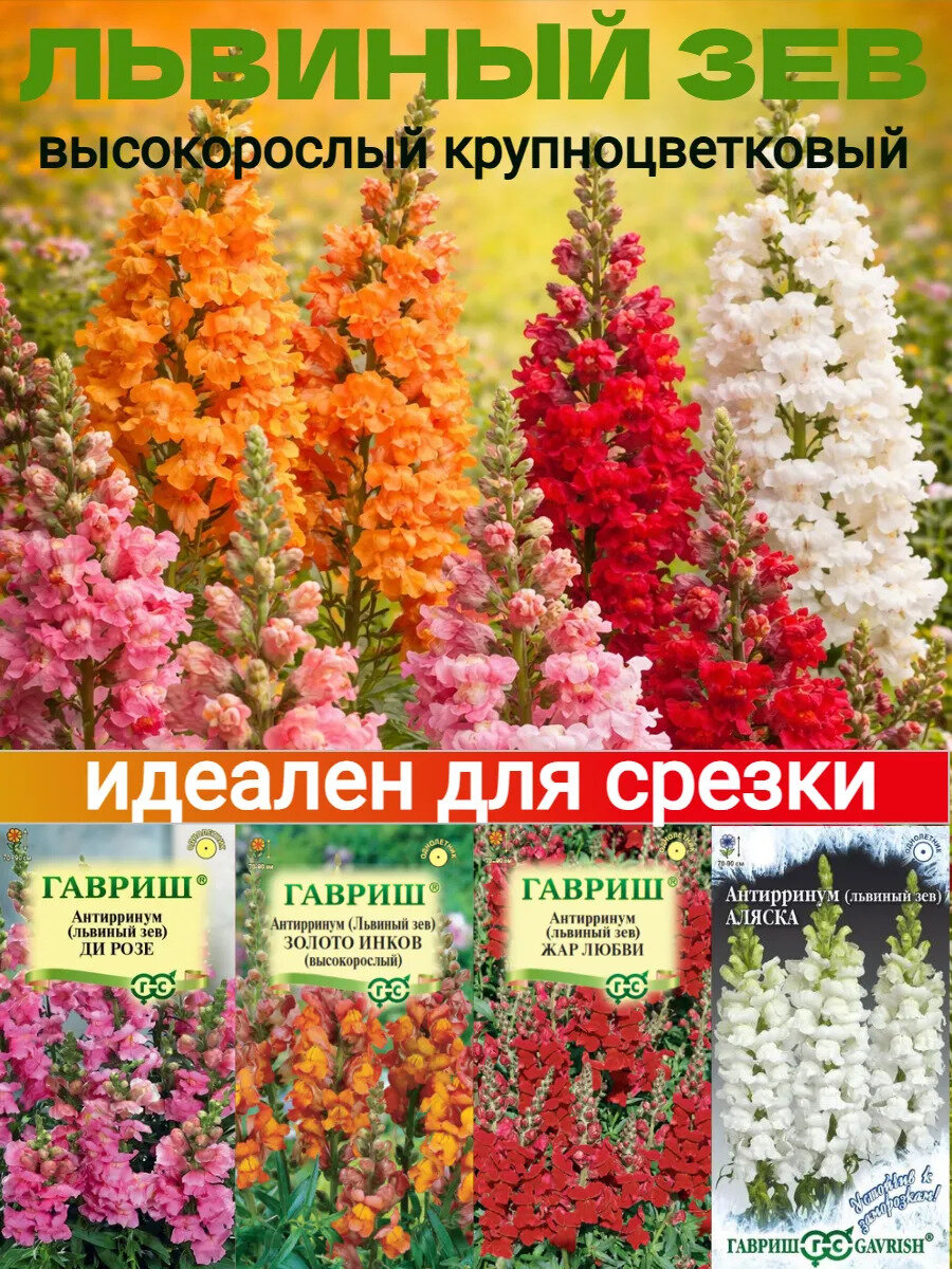 Львиный зев высокорослый махровый семена 4 пакета