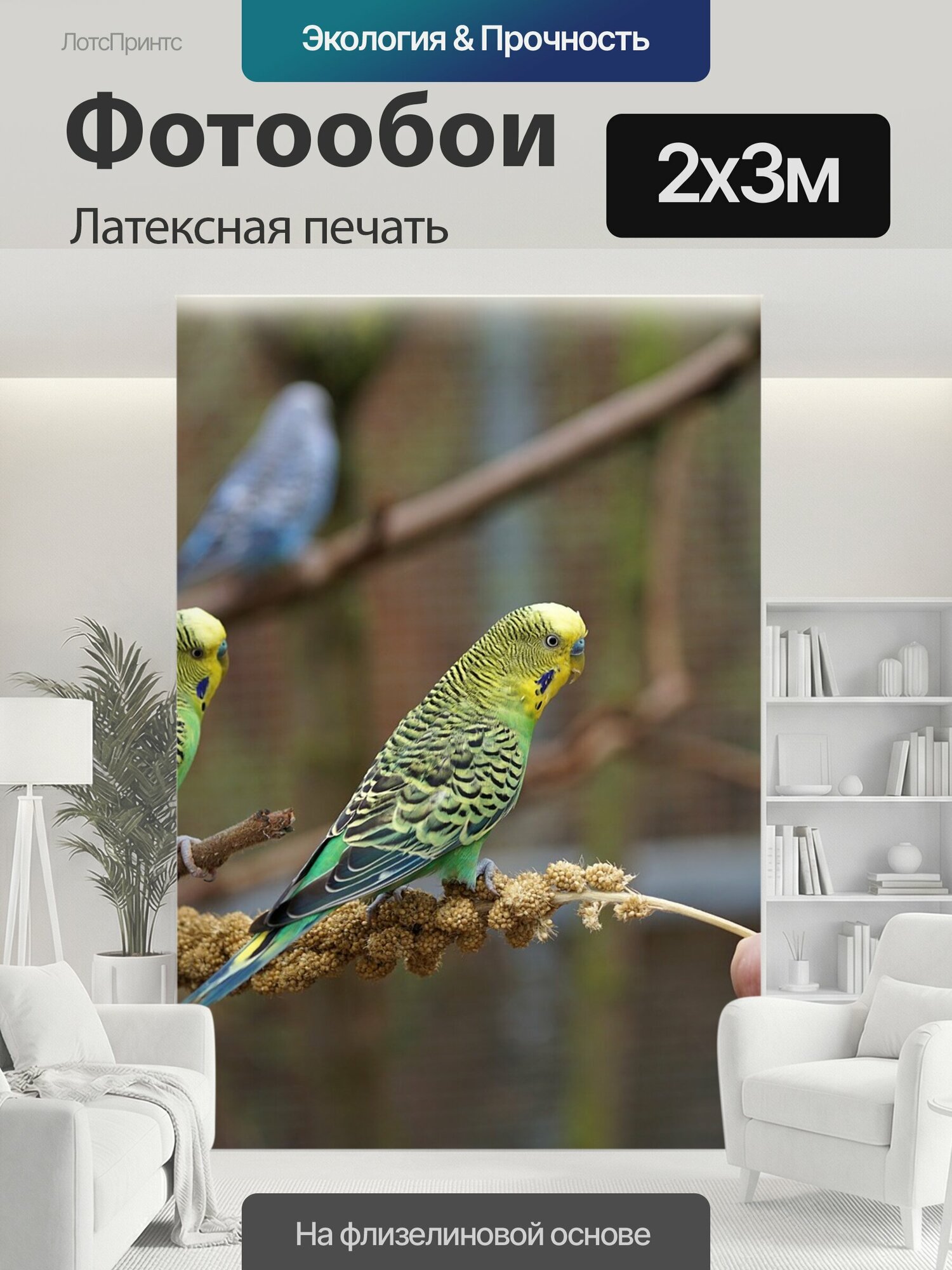 Фотообои моющиеся ударопрочные "Волнистый попугайчик, птица, попугай" 200x300 см. латексная печать