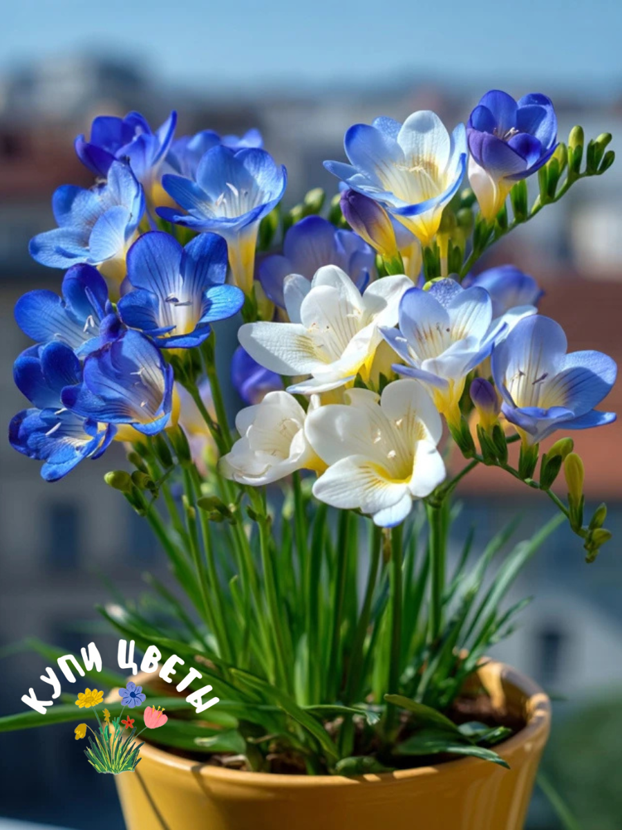 Луковицы цветов, TWIN Фрезии WHITE 5шт - BLUE 5шт (10 луковиц)