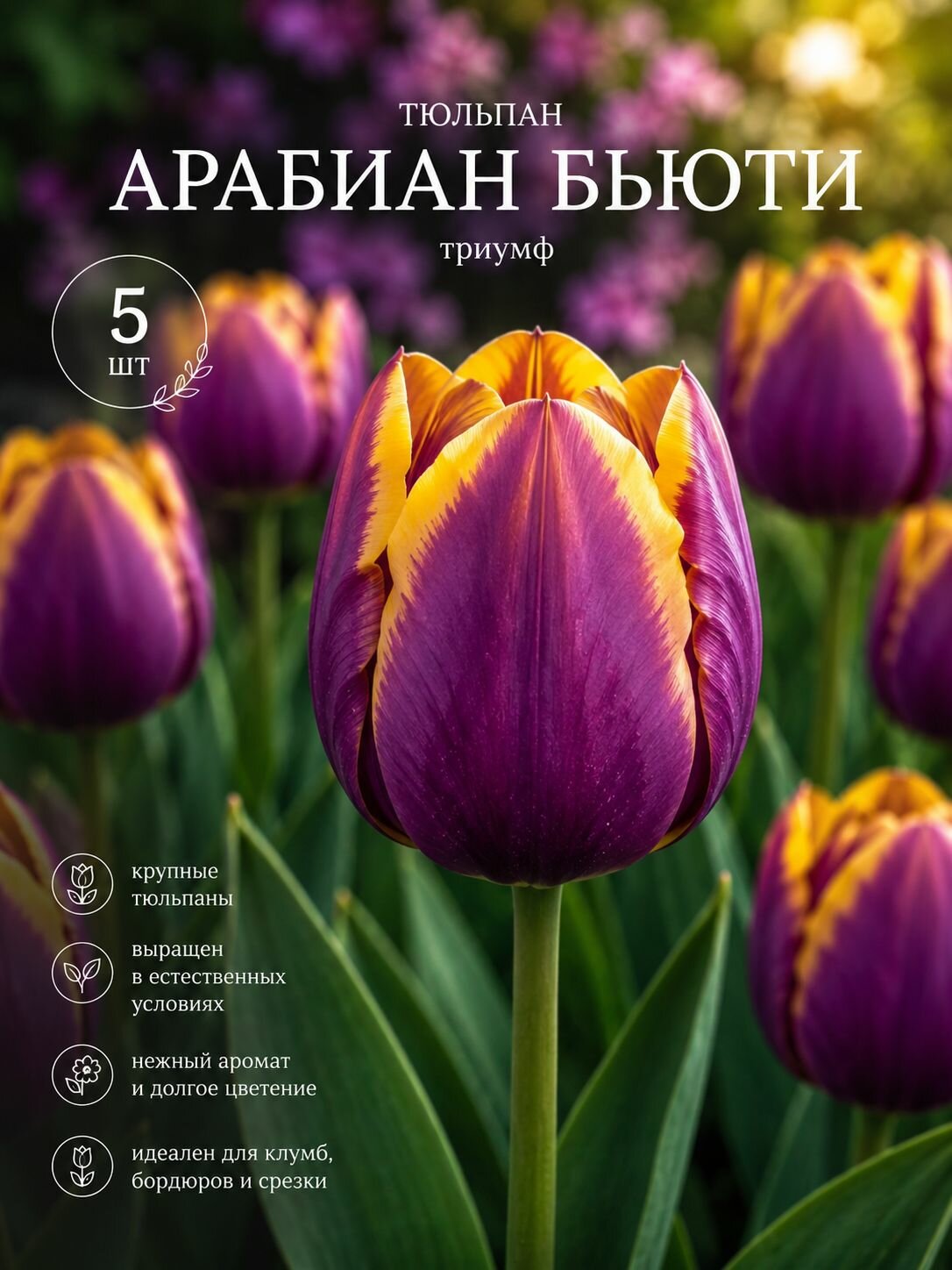 Тюльпаны луковицы многолетние сорта "Арабиан Бьюти" -5 шт в упаковке