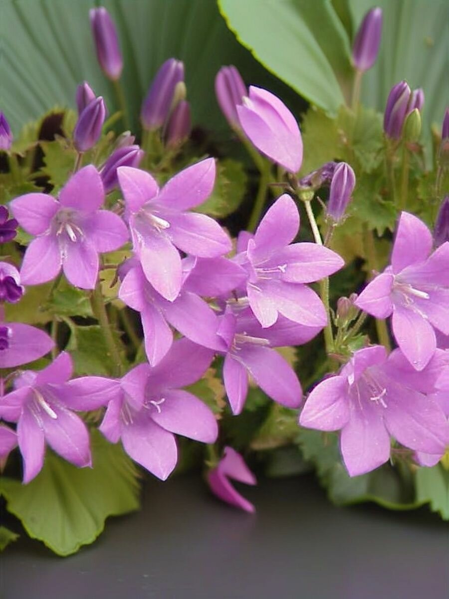 Кампанула Pink — фото 1