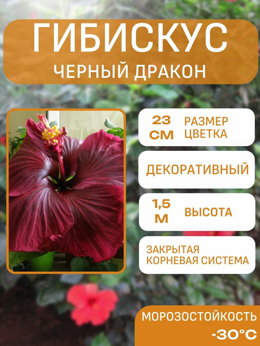 Гибискус декоративный сорта "Черный Дракон" , морозостойкий .