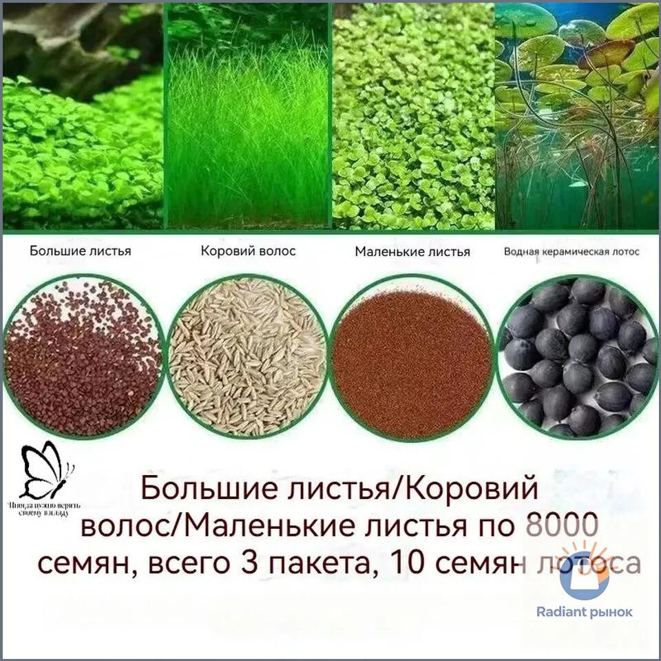 Семена растений для аквариума. Глоссостигма аквариумное растение живое.