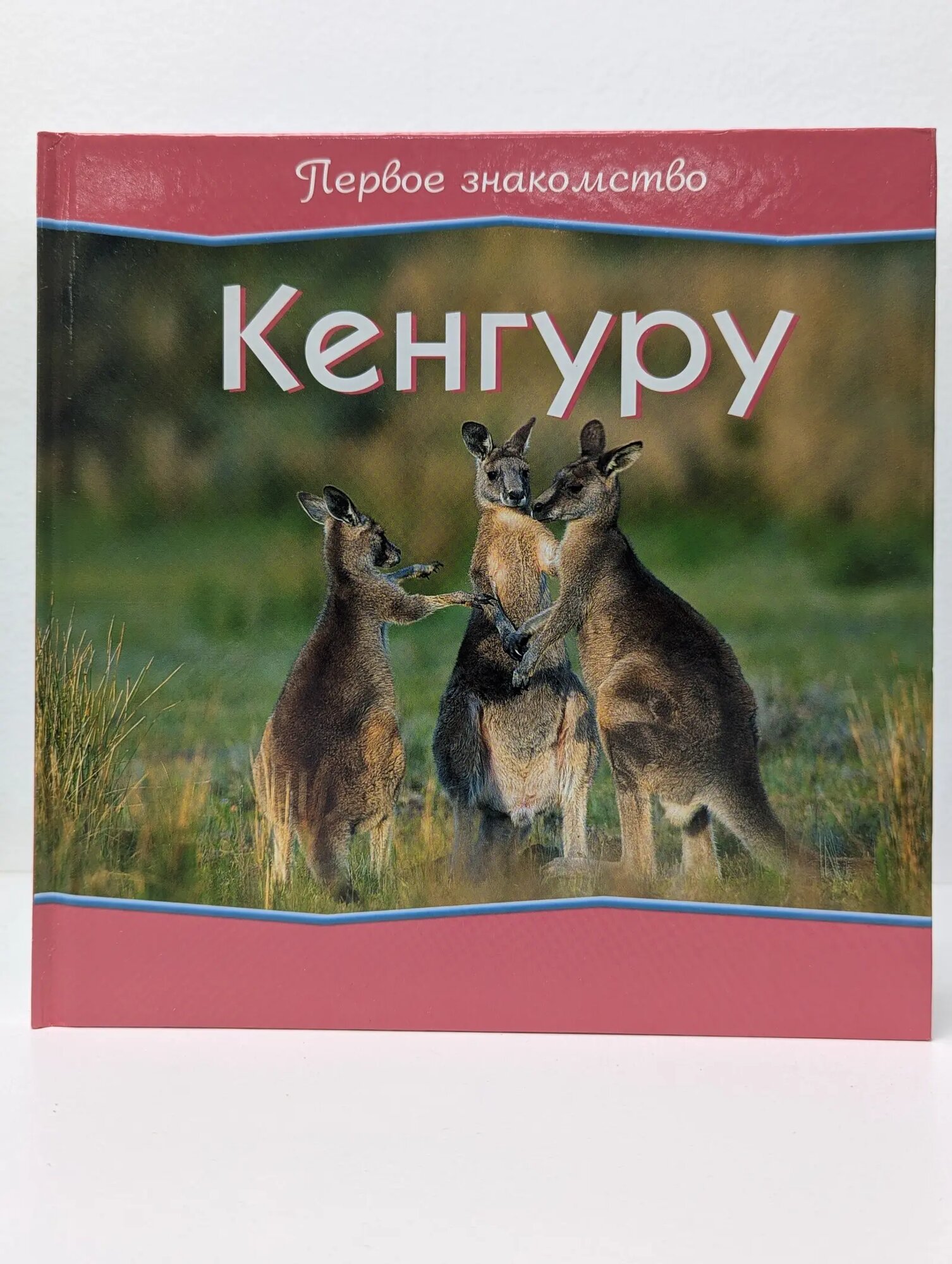 Первое знакомство. Кенгуру Сборник 2010
