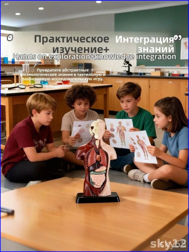 Набор моделей костей и органов человека