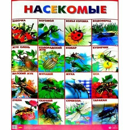 Обучающий плакат Литур Насекомые. 555х774 мм