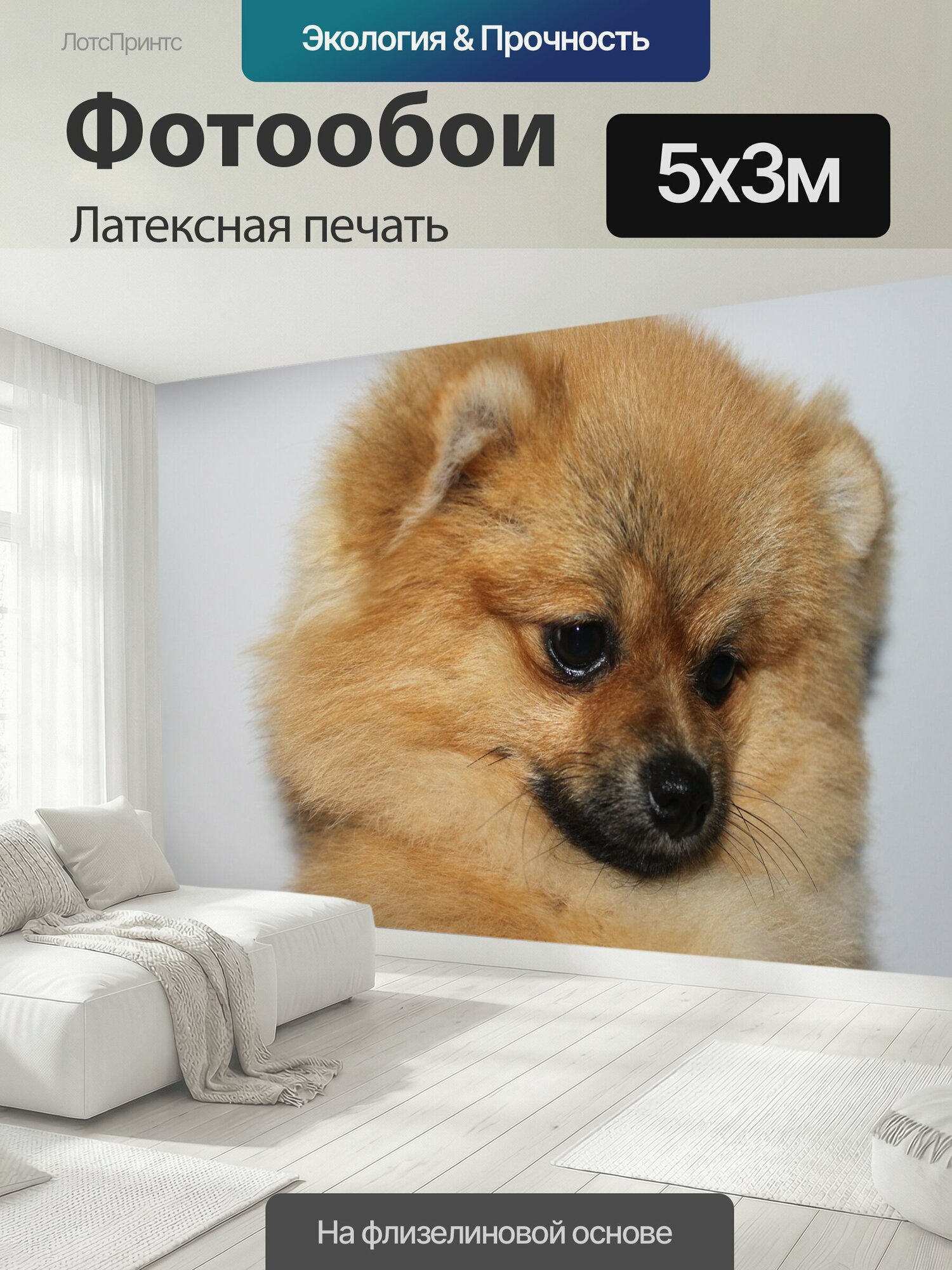 Фотообои моющиеся ударопрочные "Миниатюрный шпиц, померанский шпиц, щенок" 500x300 см. латексная печать