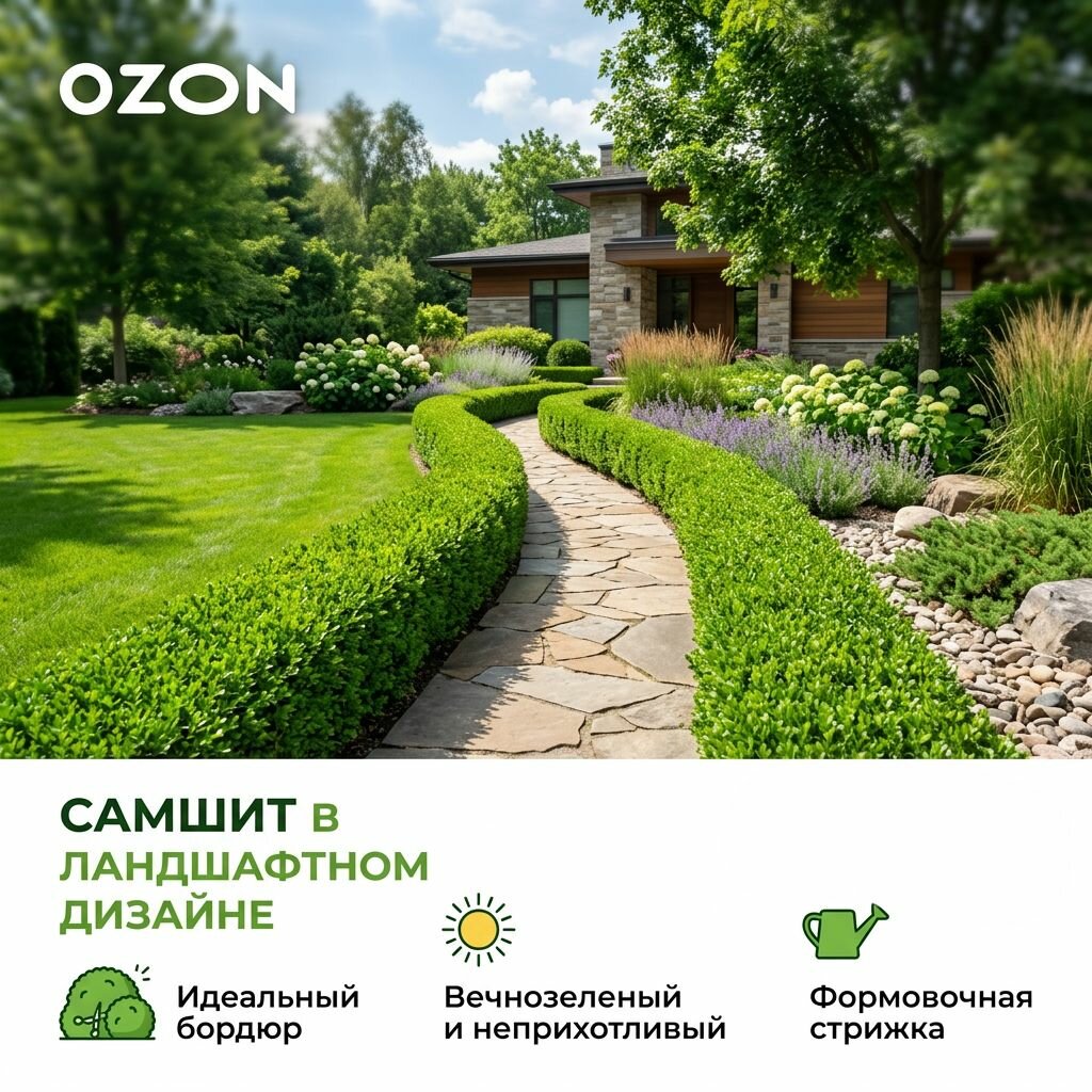 Самшит зимостойкий вечнозеленый семена для посадки + Подарок